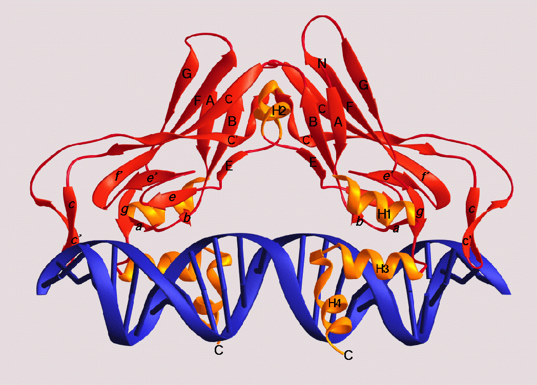 Transcription Factors transcription-factors
